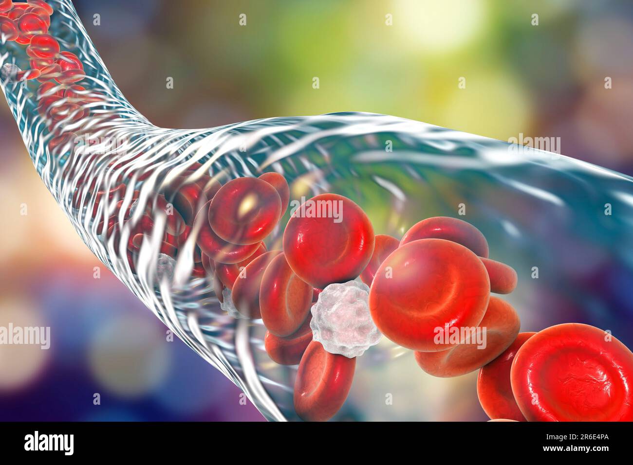 Blood vessel, computer illustration. Red blood cells and white blood ...