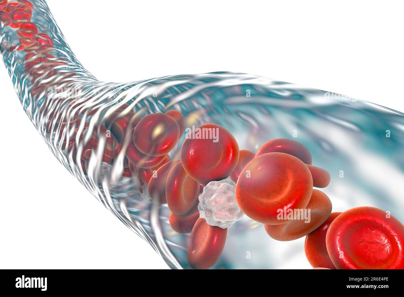 Blood vessel, computer illustration. Red blood cells and white blood ...