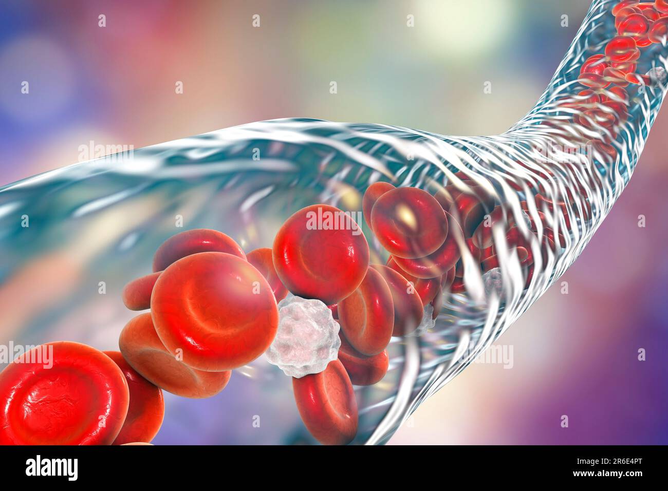 Blood vessel, computer illustration. Red blood cells and white blood ...