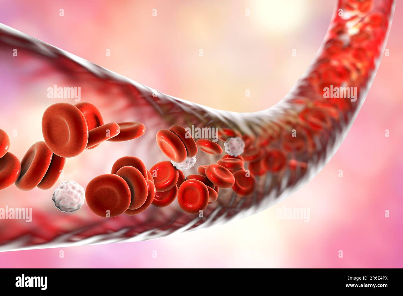Blood vessel, computer illustration. Red blood cells and white blood ...