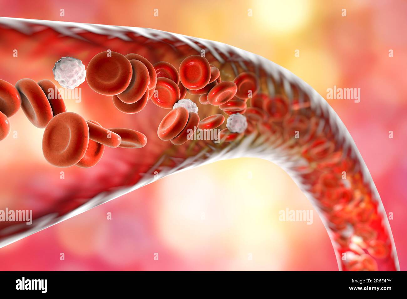 Blood vessel, computer illustration. Red blood cells and white blood ...