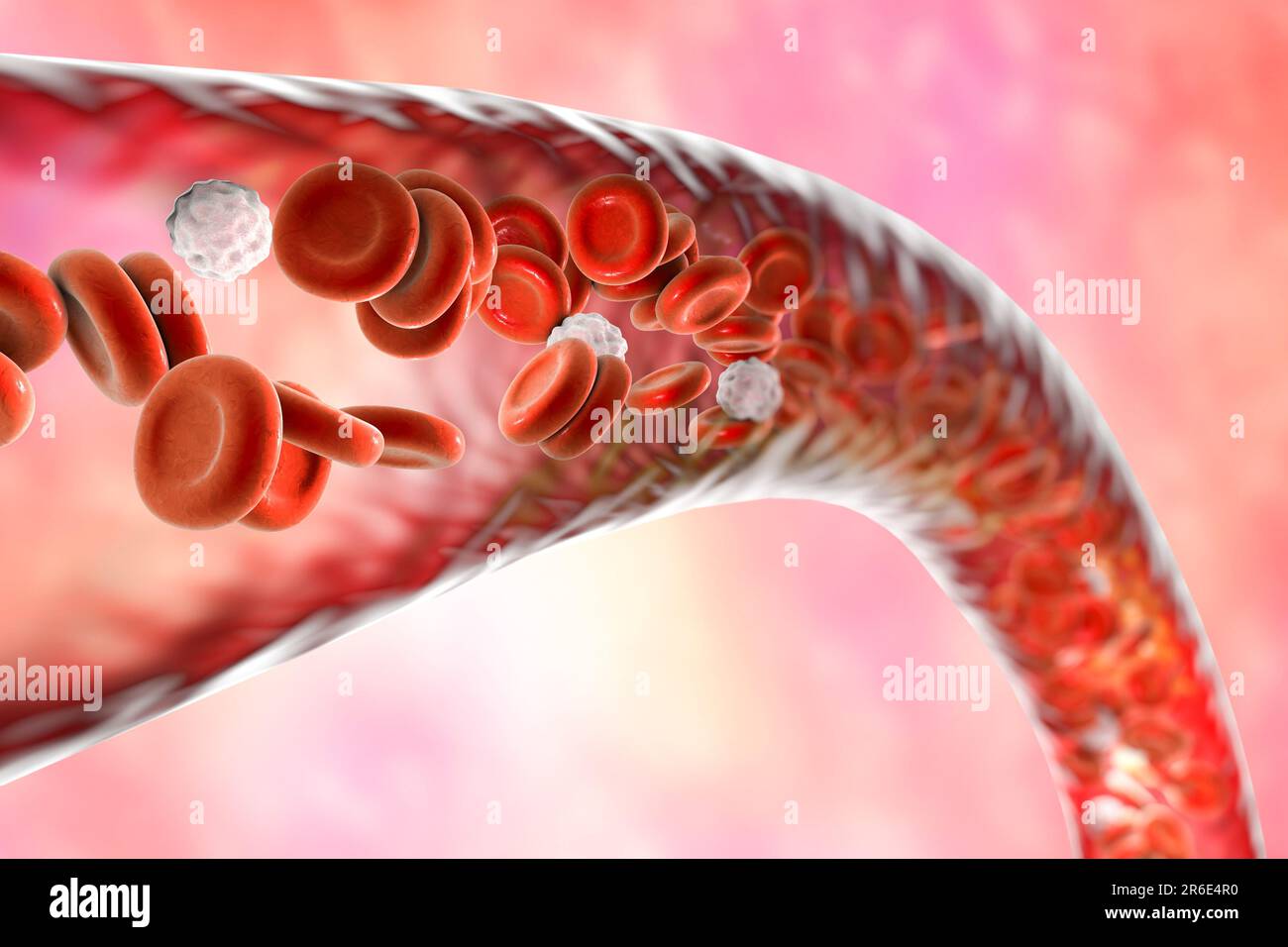 Blood vessel, computer illustration. Red blood cells and white blood ...