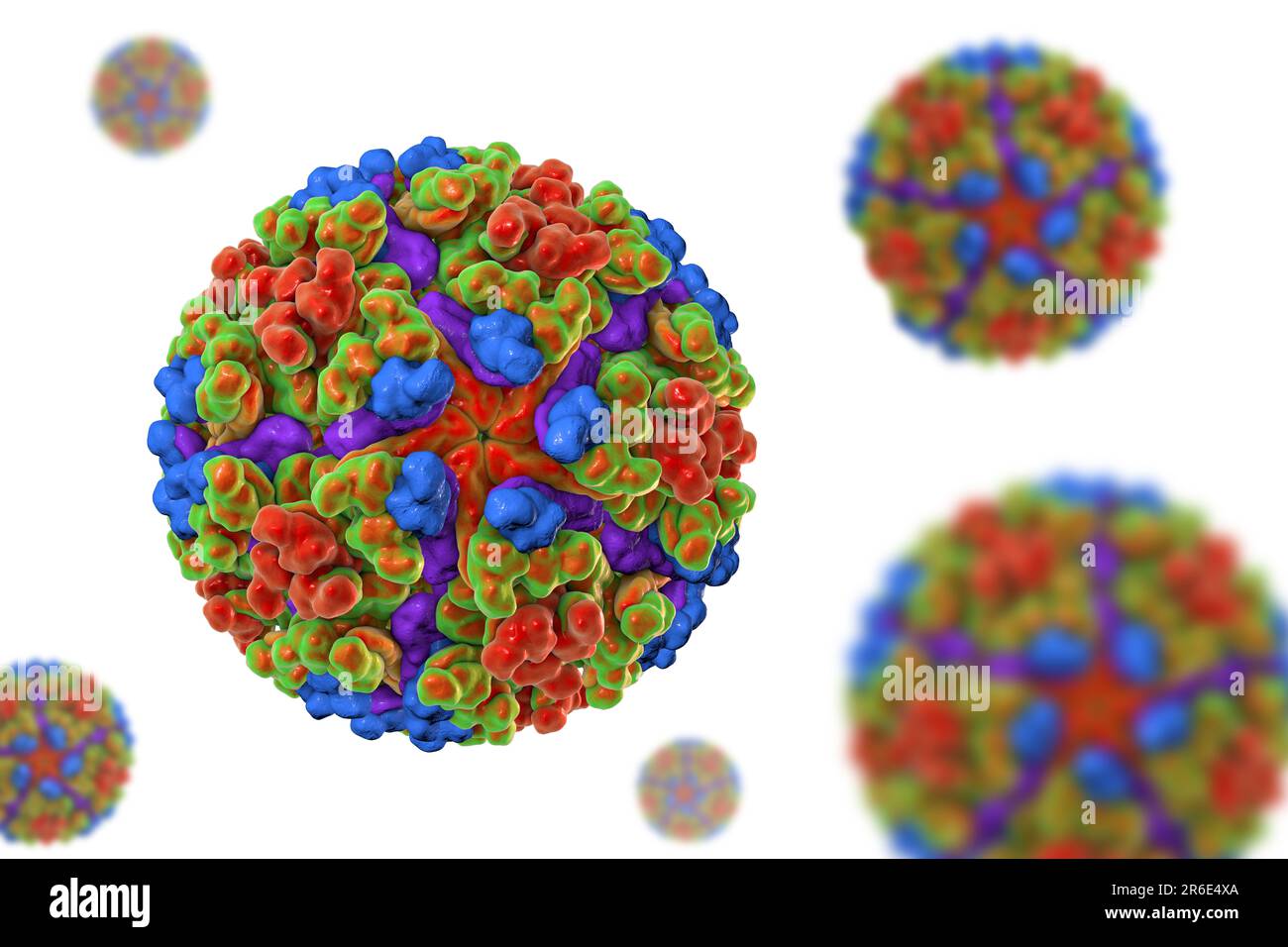 Chikungunya virus, computer illustration. Chikungunya virus is composed ...