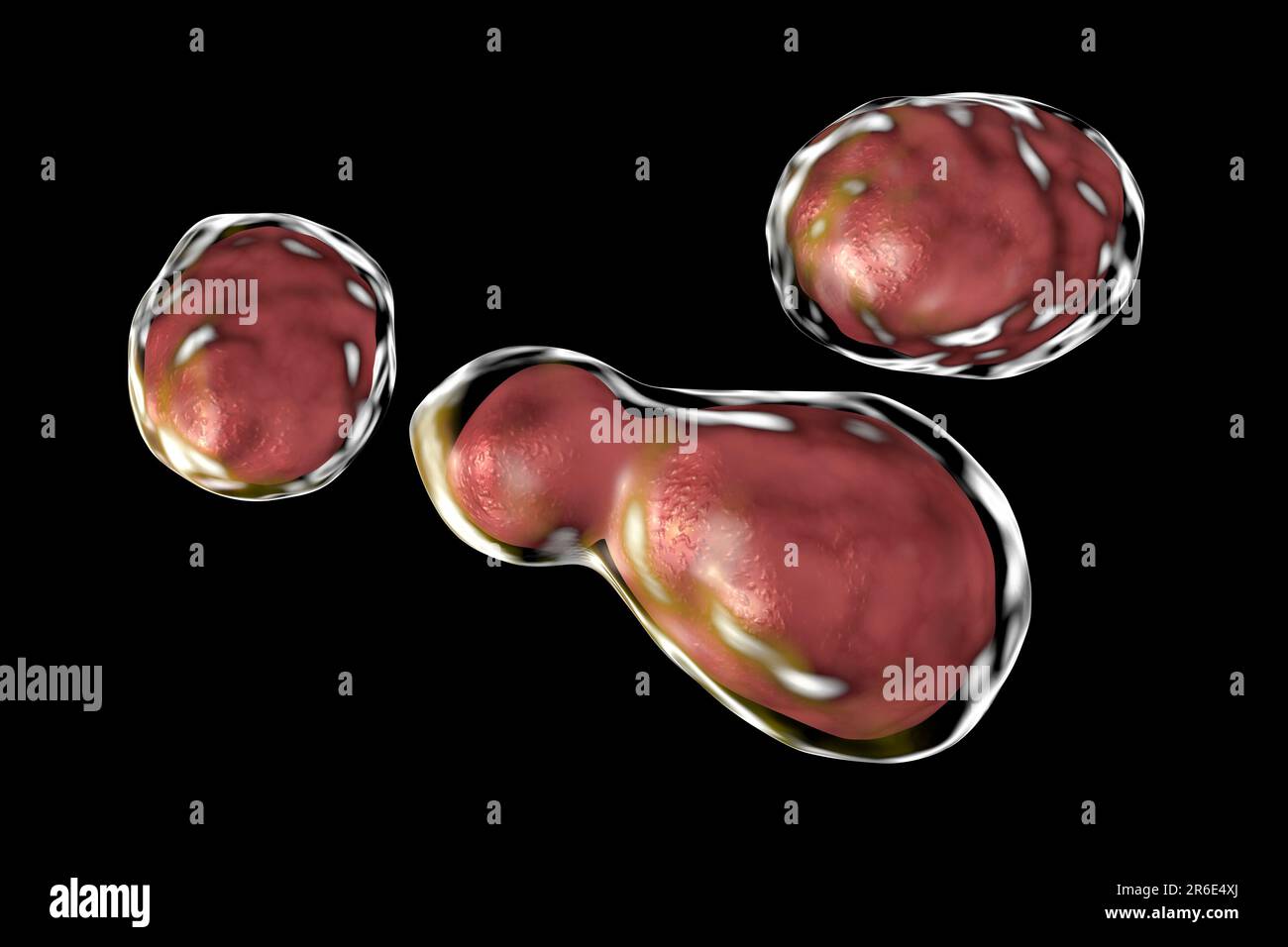 Cryptococcus Neoformans Fungus Computer Illustration C Neoformans Is A Yeast Like Fungus That