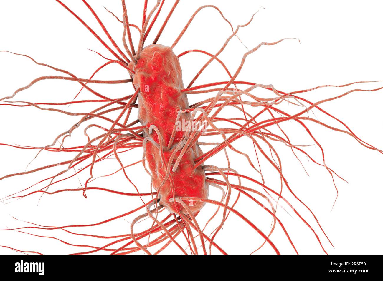 Escherichia coli bacterium, computer illustration. E. coli is a gram ...