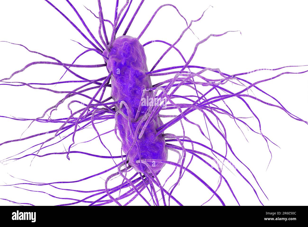 Escherichia coli bacterium, computer illustration. E. coli is a gram ...
