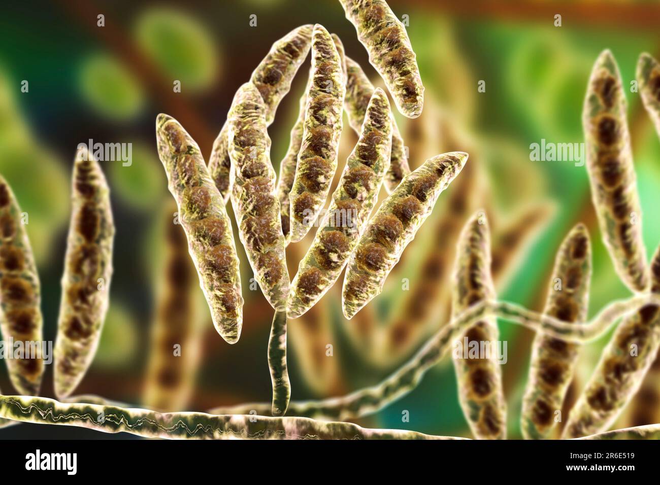Computer Illustration Of Conidia Asexual Spores From A Fusarium Sp Fungus Some Fusarium