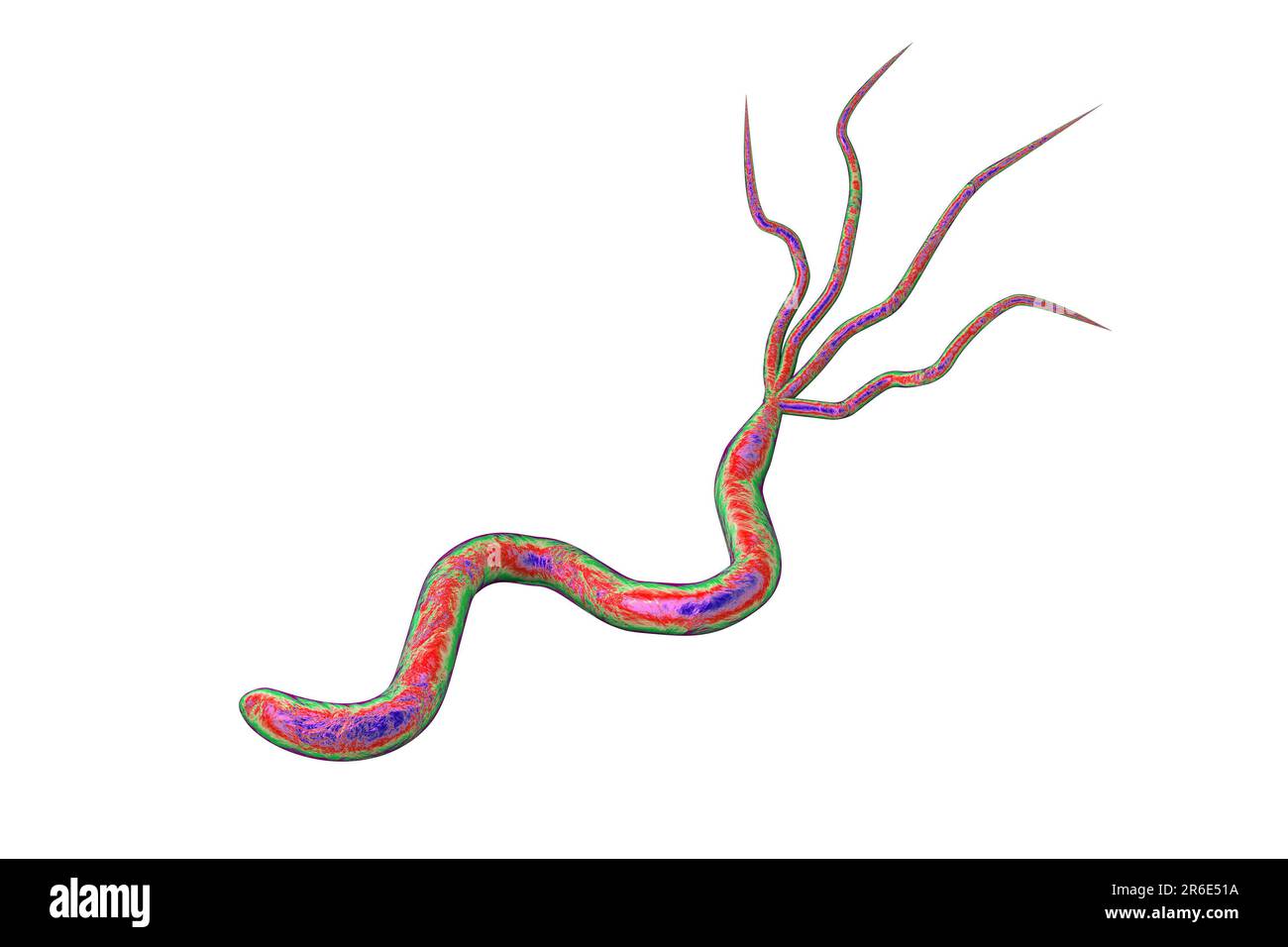 Helicobacter pylori bacterium, computer illustration. H. pylori is a ...