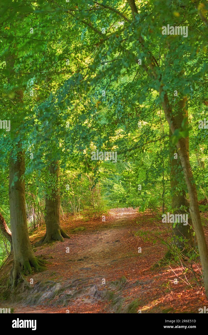 Autumn trees, earth and forest in natural season change, plant growth ...