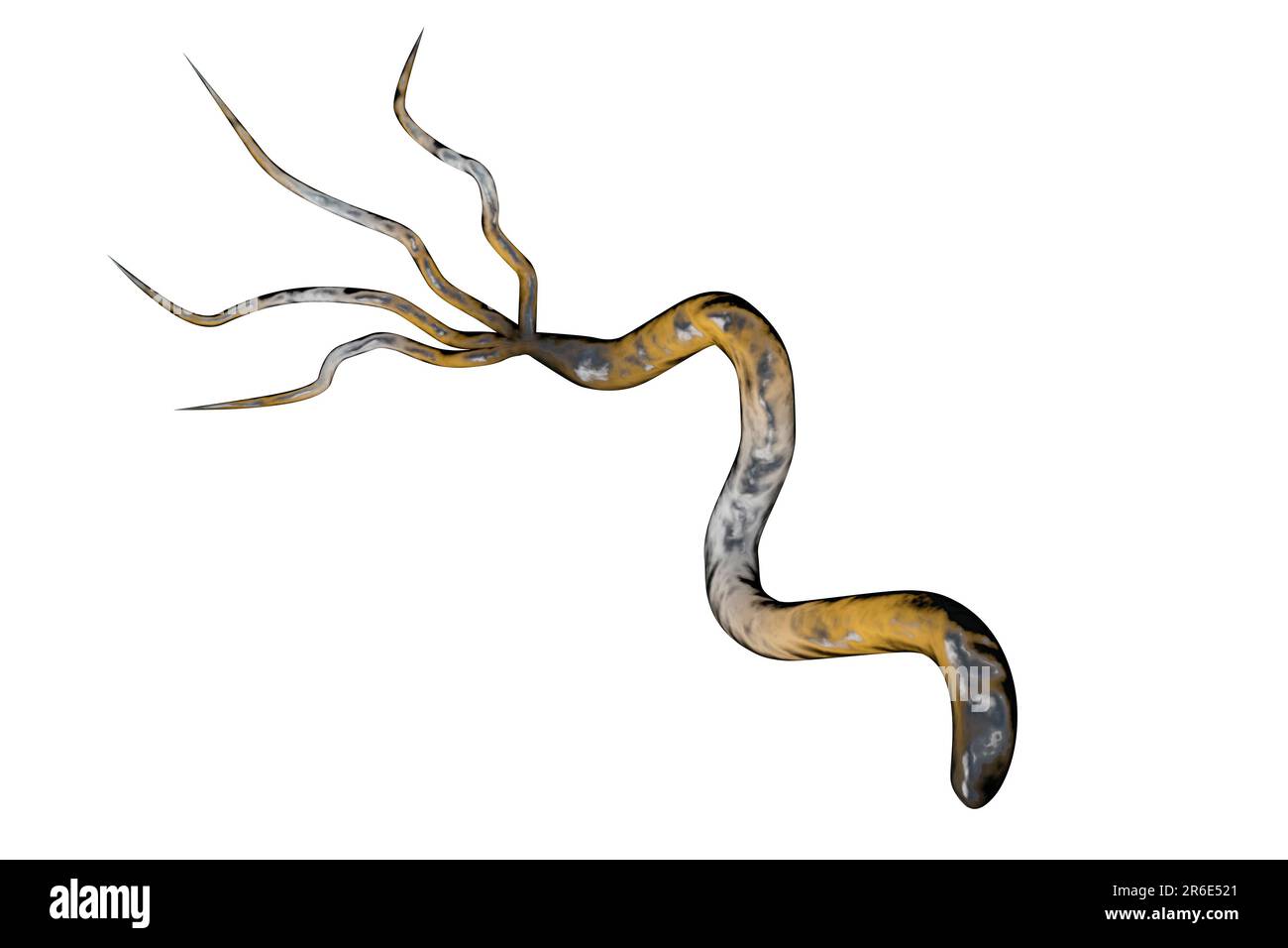 Helicobacter pylori bacterium, computer illustration. H. pylori is a ...