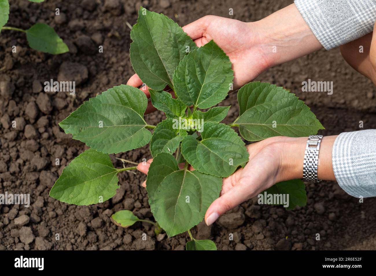 a human hand examines the leaves of young sunflowers. Agriculture Stock ...