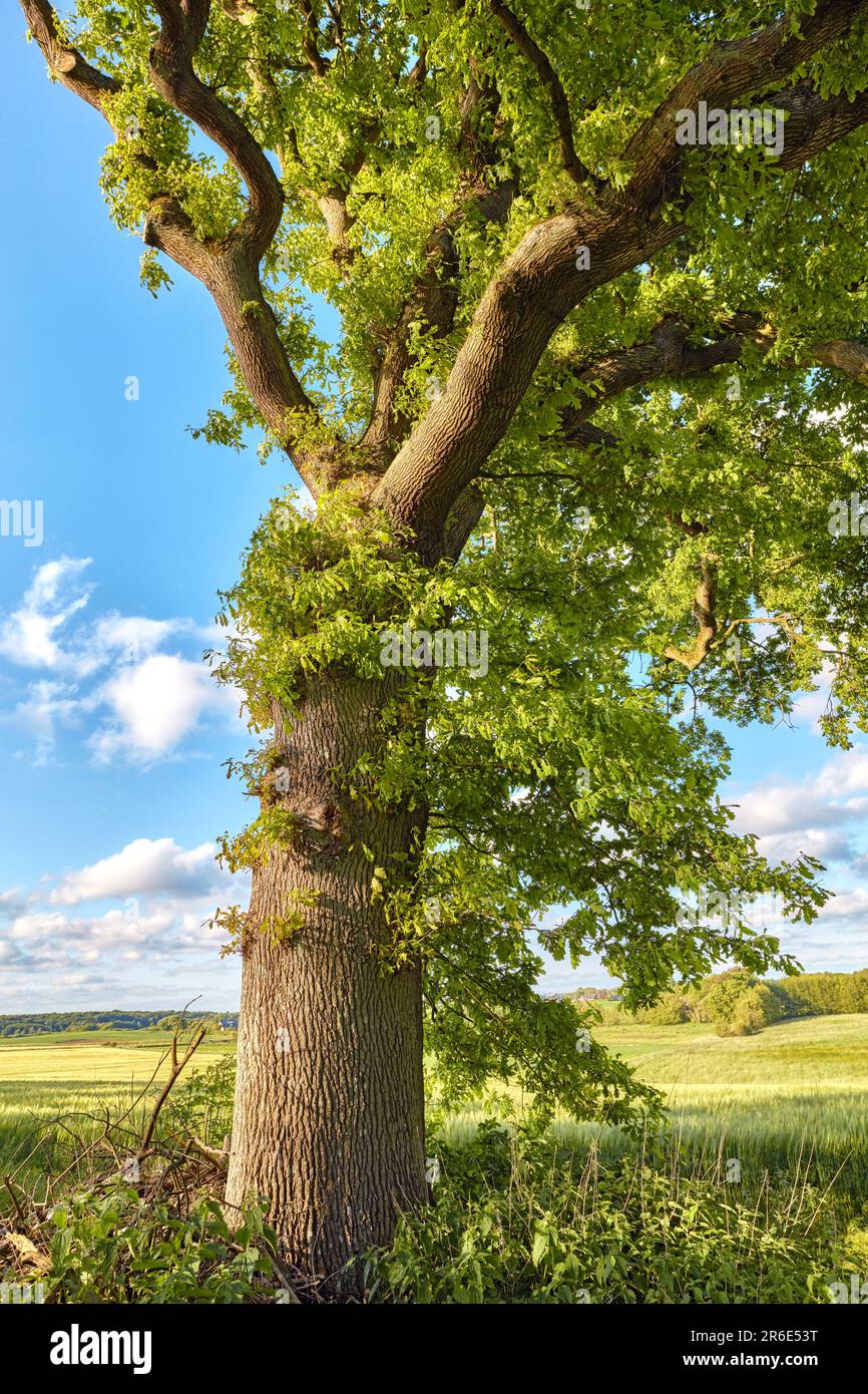 Tall tree, green and summer grass in nature of natural sustainability ...
