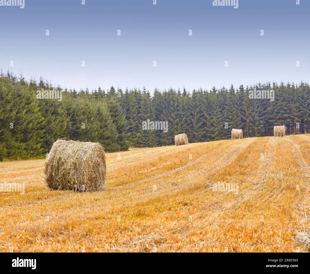 Farm, agriculture and landscape, nature and hay bales with environment ...