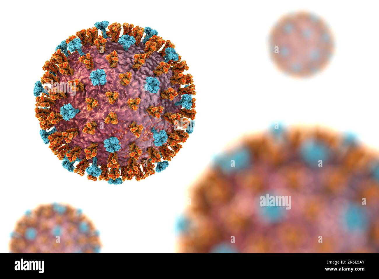 Flu viruses, computer illustration. Each virus consists of a core of ...