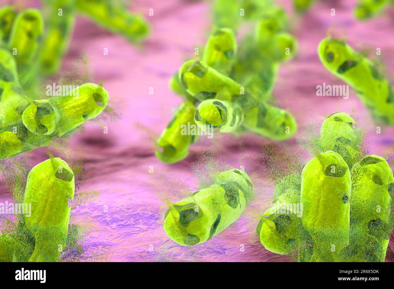 Destruction of tuberculosis bacteria Mycobacterium tuberculosis ...