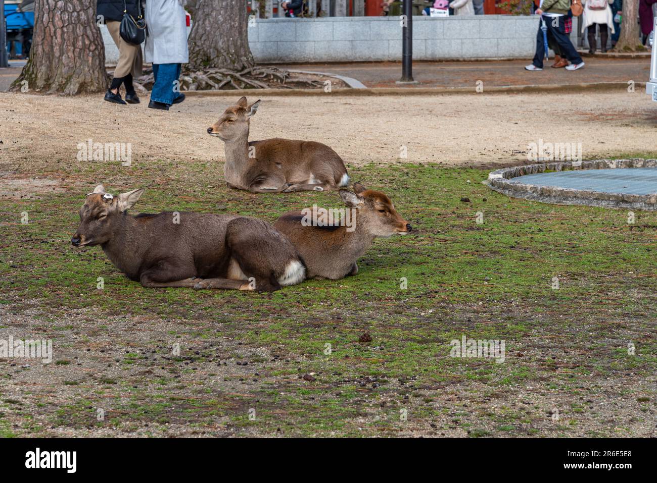 Deer in the Kasuga Grand Shrine, Nara Park Area. In here, the deers are freely roaming around in ...