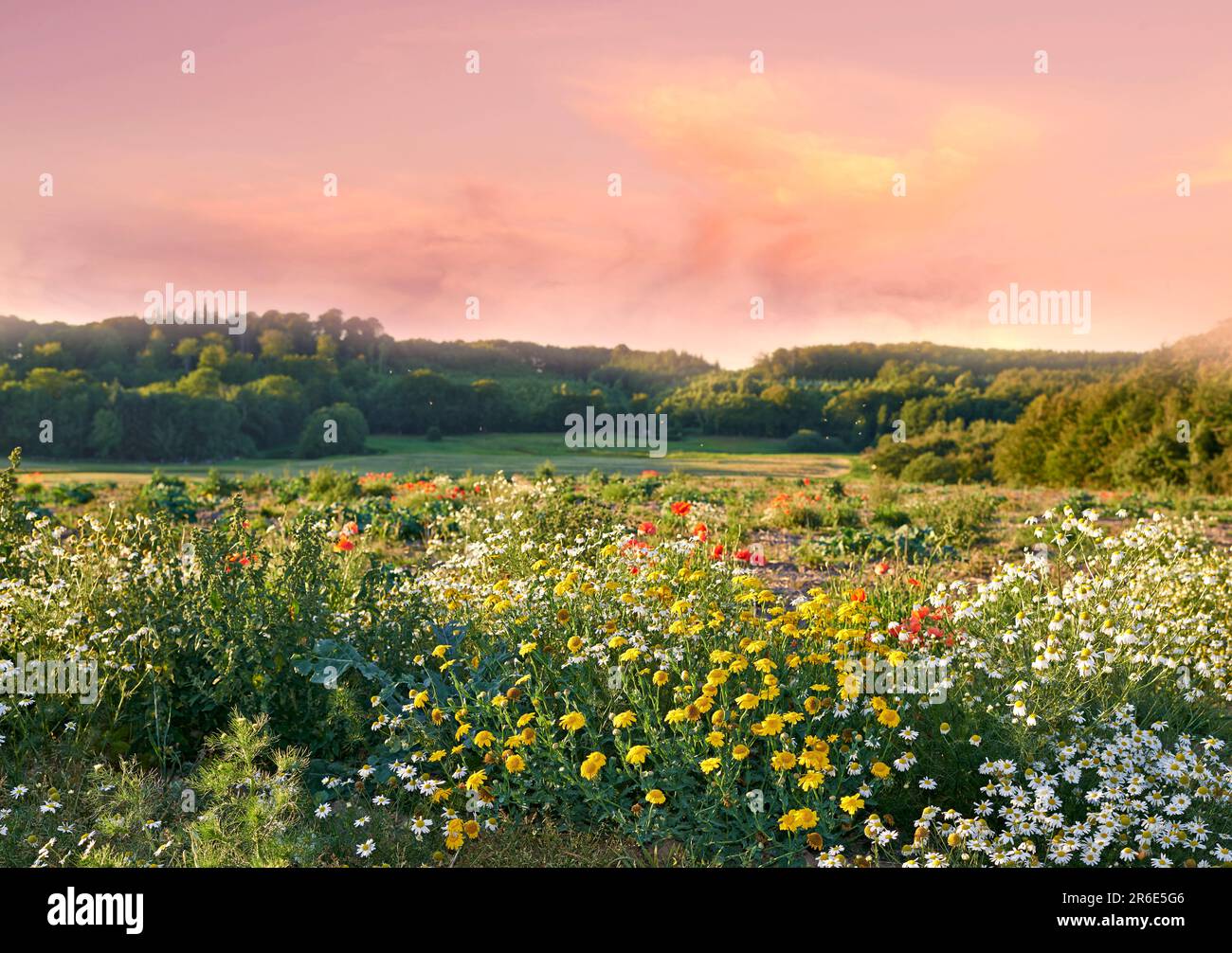Nature, flowers and field in countryside, sunset and outdoor landscape ...