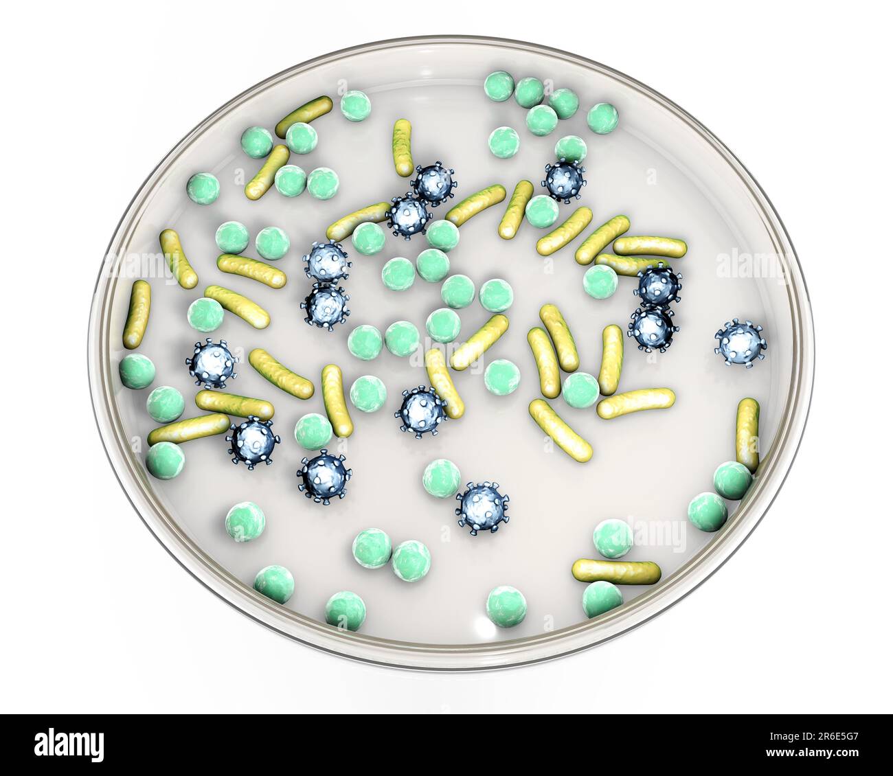Petri dish with microbes, computer illustration. Conceptual image of ...