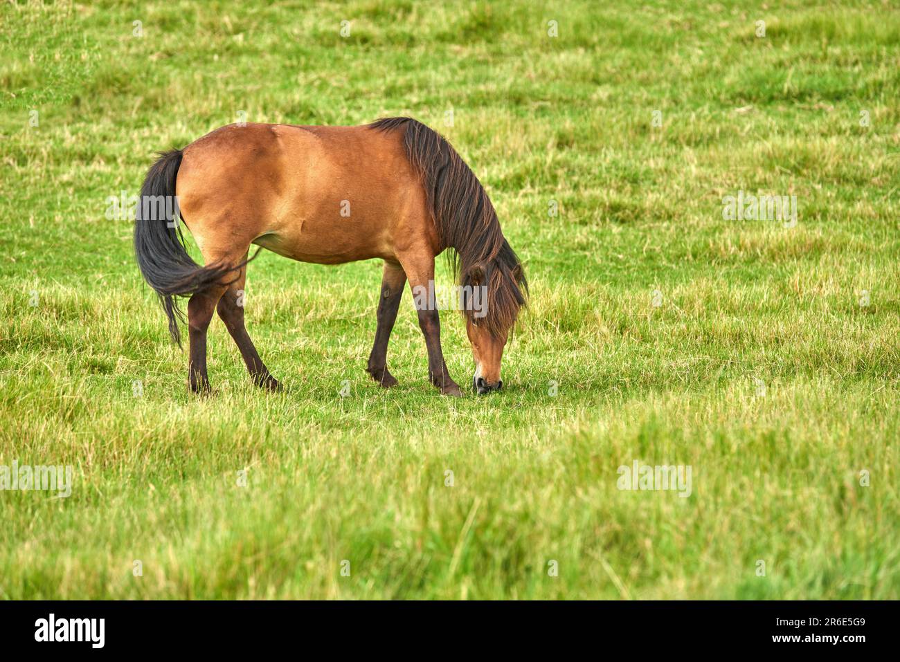 Field, landscape and ranch with horse eating grass, farming in Denmark ...