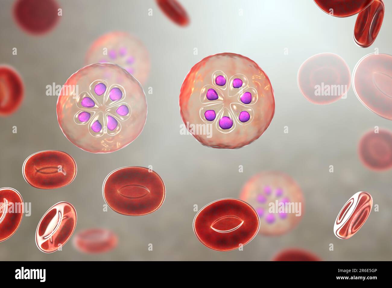 Protozoan Plasmodium malariae inside red blood cells, computer artwork ...