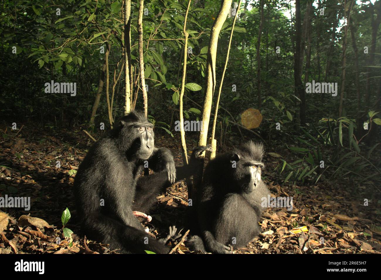 Sulawesi crested black macaques (Macaca nigra) sitting on forest floor ...