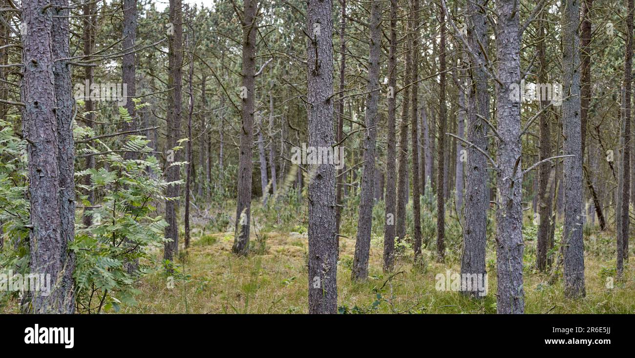 Nature, trees and countryside, forest and outdoor sustainable landscape ...
