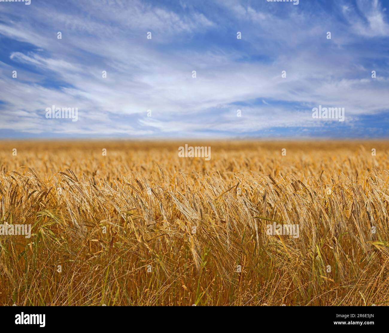 Landscape, nature and field of wheat with farm, environment and ...