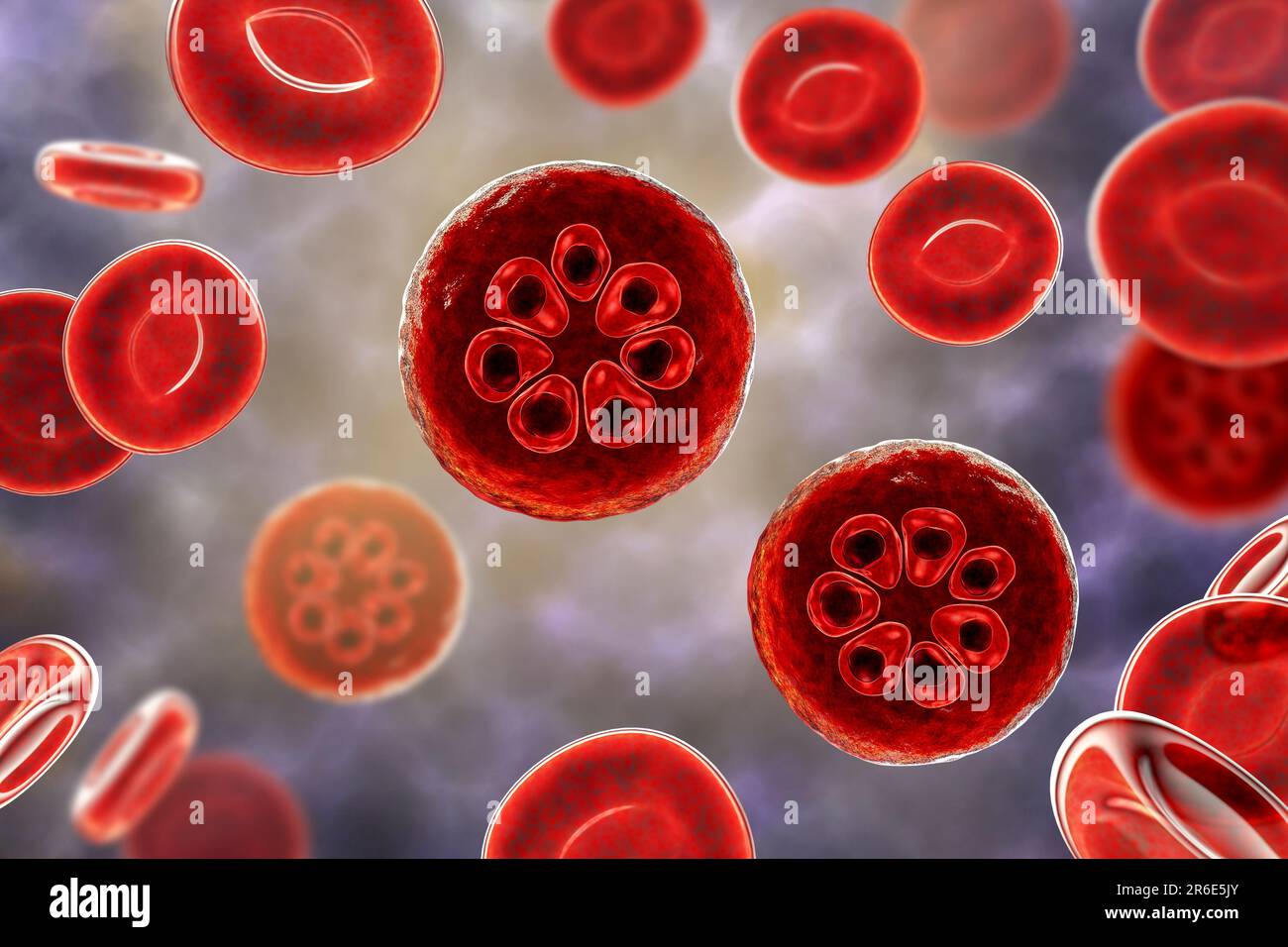Protozoan Plasmodium malariae inside red blood cells, computer artwork ...