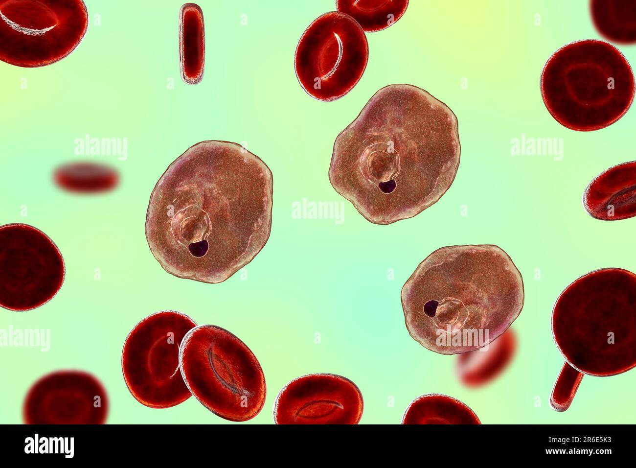Protozoan Plasmodium ovale inside red blood cell, computer artwork. P ...
