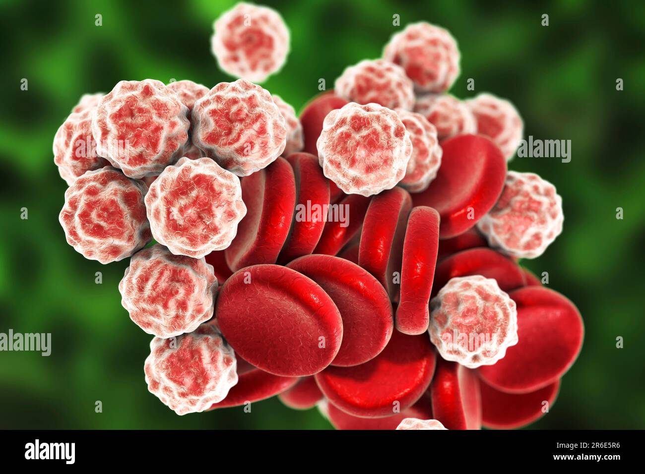 Computer illustration of red and white blood cells Stock Photo - Alamy