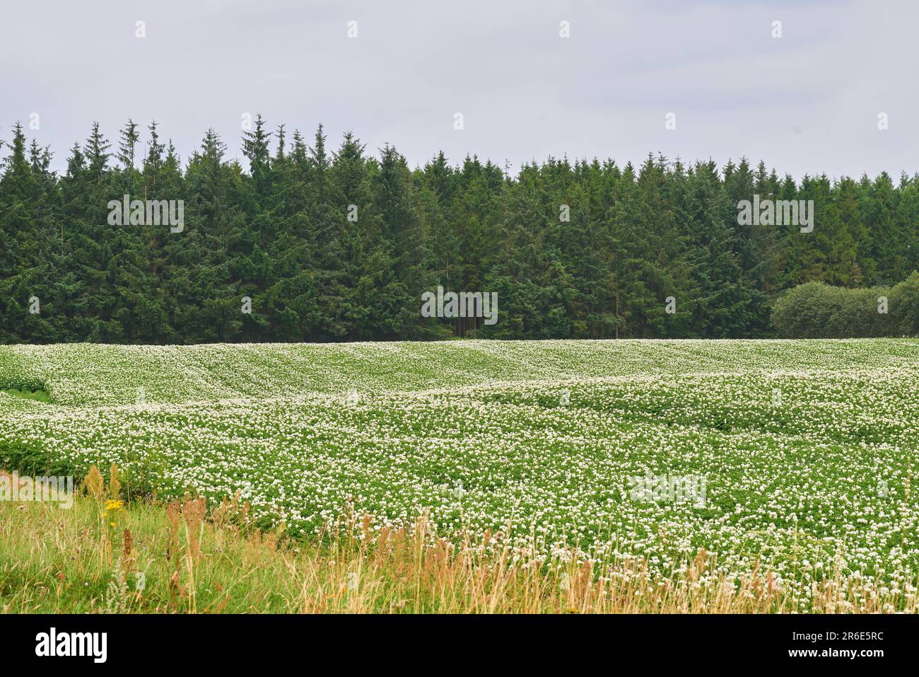 Nature, field and landscape, green and countryside with environment and ...