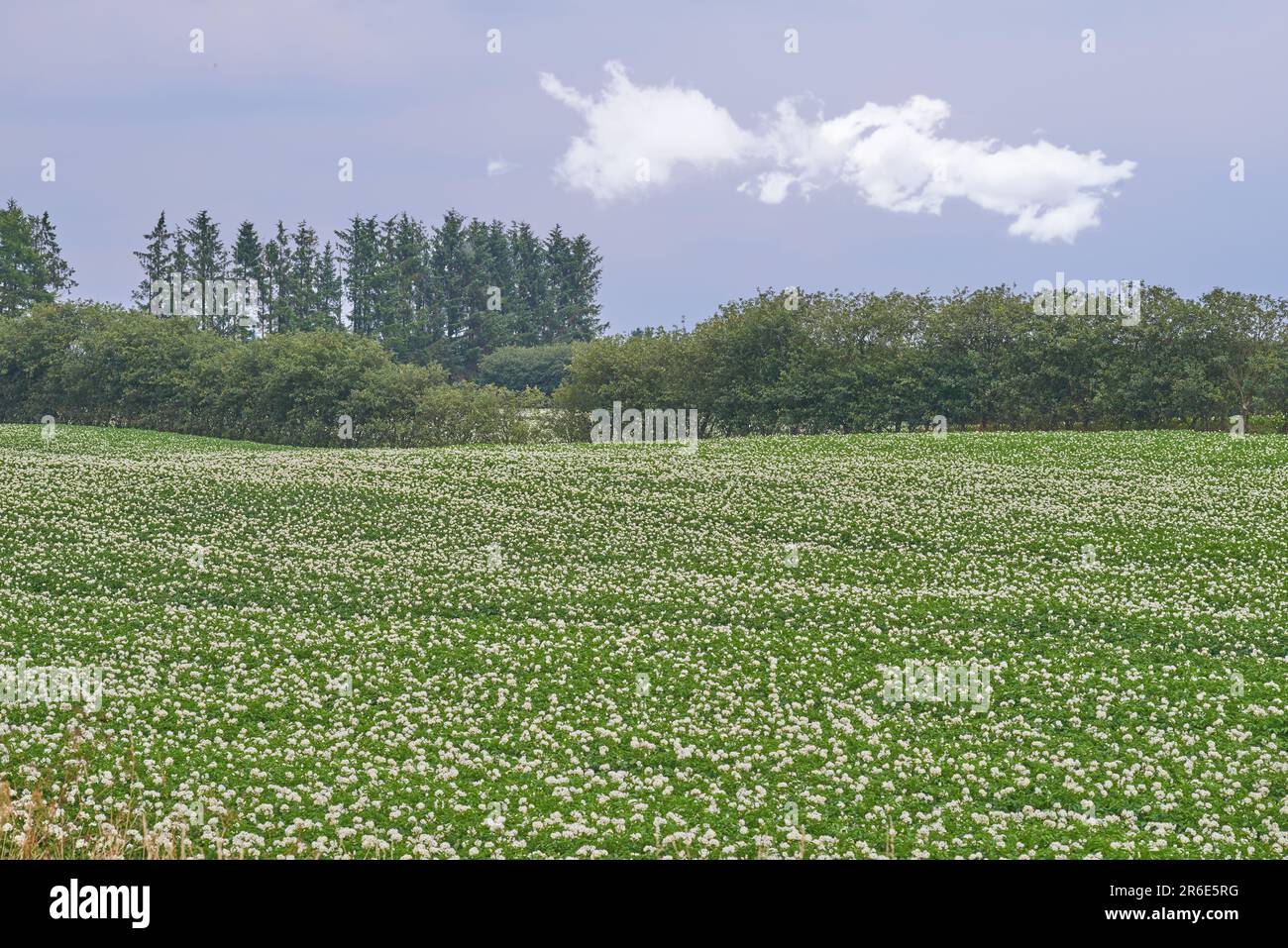 Nature, field and landscape, environment and countryside with green ...