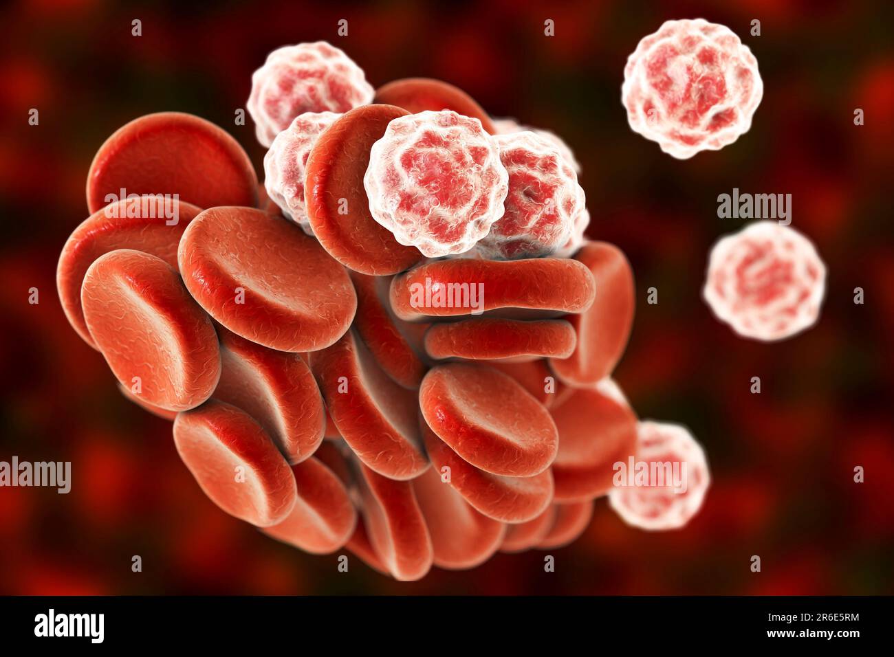 Computer illustration of red and white blood cells Stock Photo - Alamy