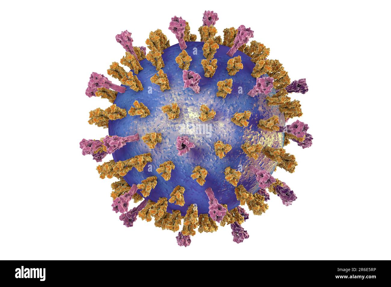 Respiratory syncytial virus (RSV) particles, computor illustration ...