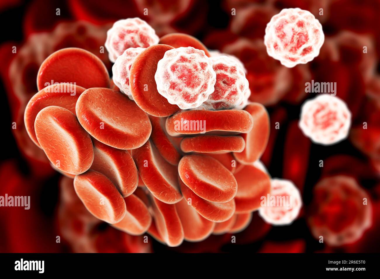 Computer illustration of red and white blood cells Stock Photo - Alamy