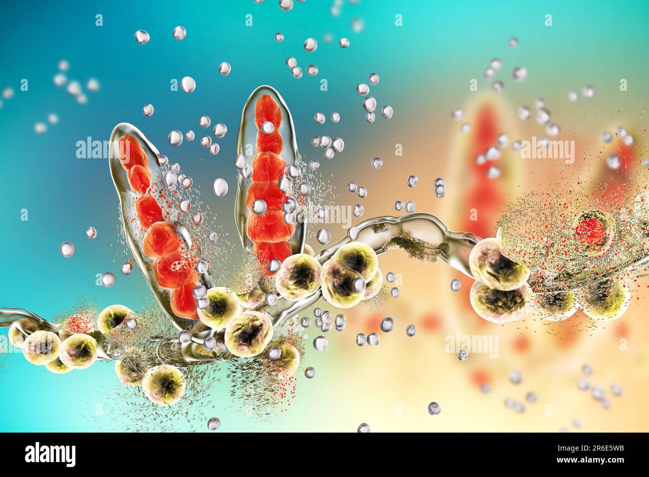 Destruction of Athlete's foot fungus Trichophyton mentagrophytes by ...