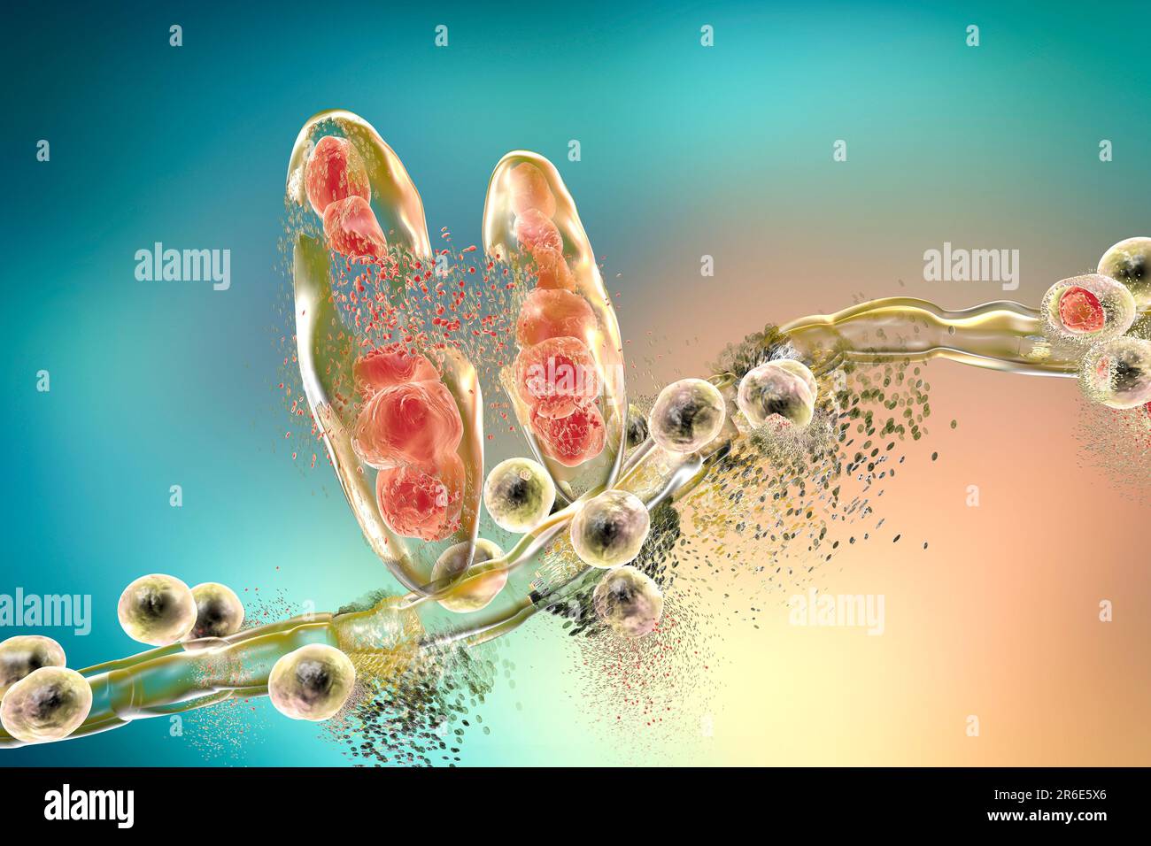 Destruction of Athlete's foot fungus Trichophyton mentagrophytes ...