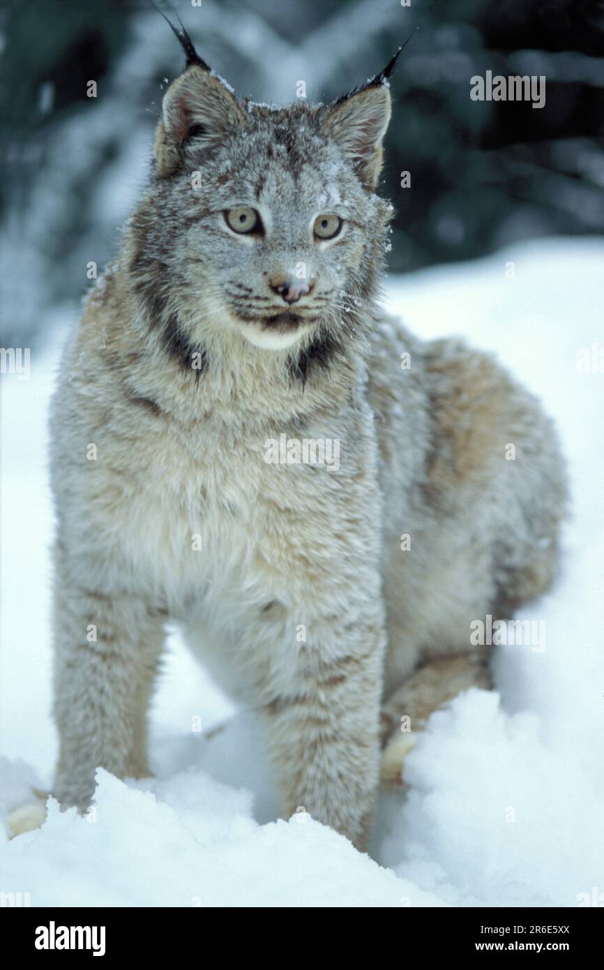 Fauna alaska hi-res stock photography and images - Alamy