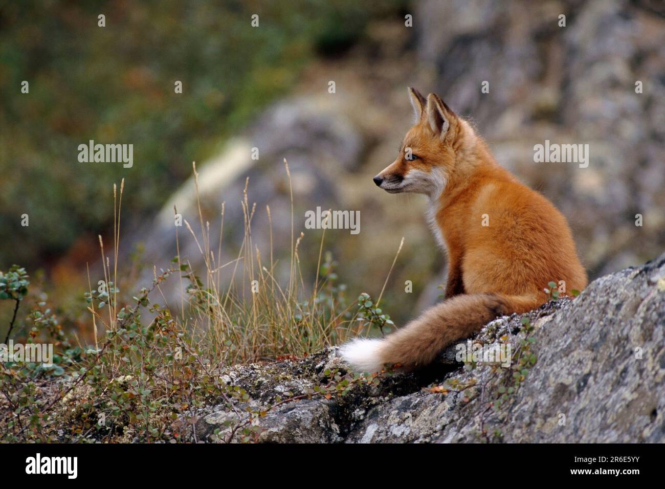 Fox range hi-res stock photography and images - Alamy