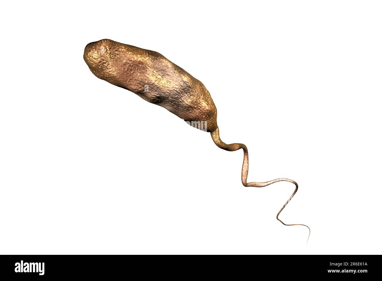 Cholera bacterium (Vibrio cholerae), computer illustration Stock Photo ...