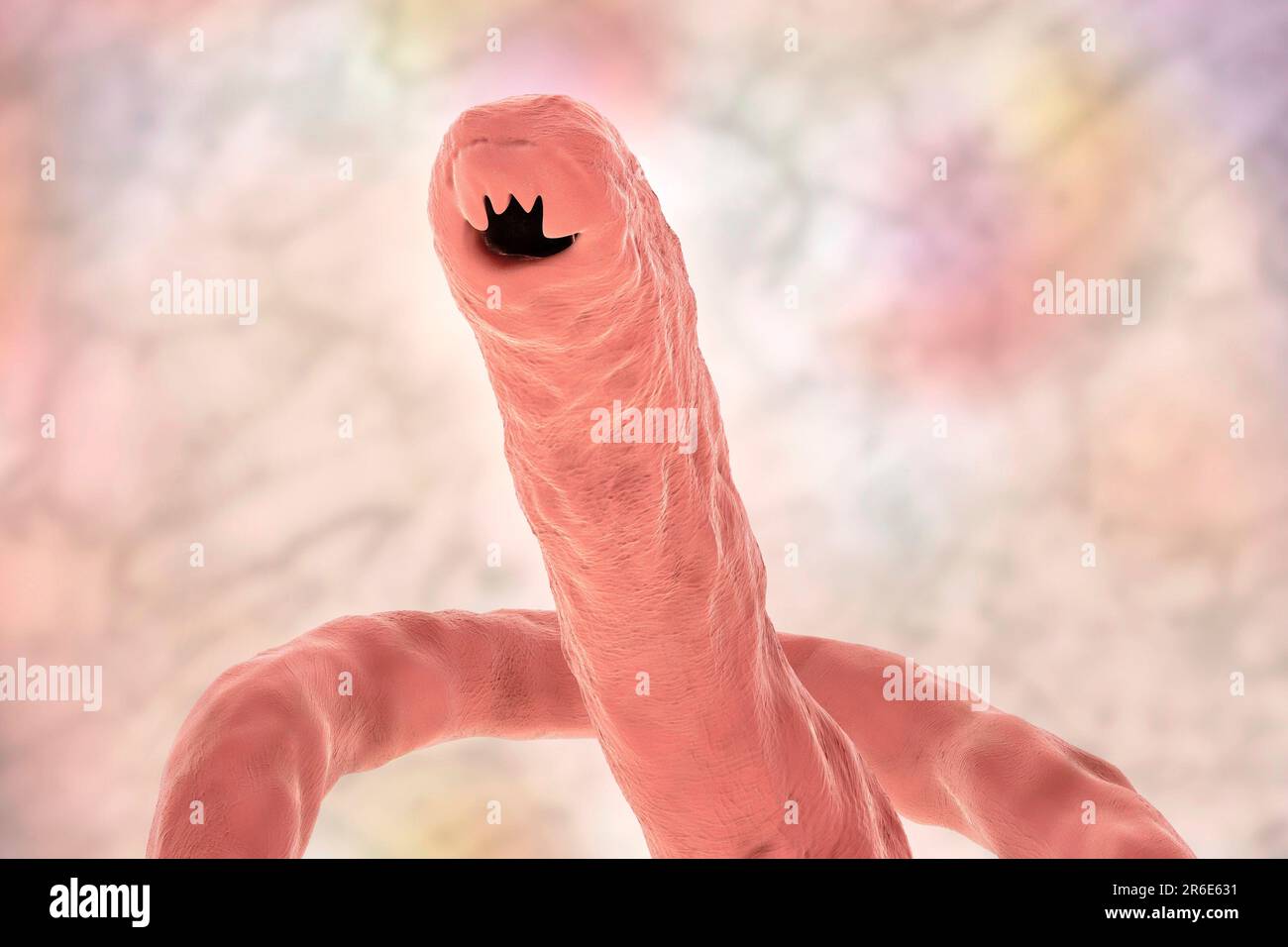 Computer illustration of the head of the parasitic hookworm ...