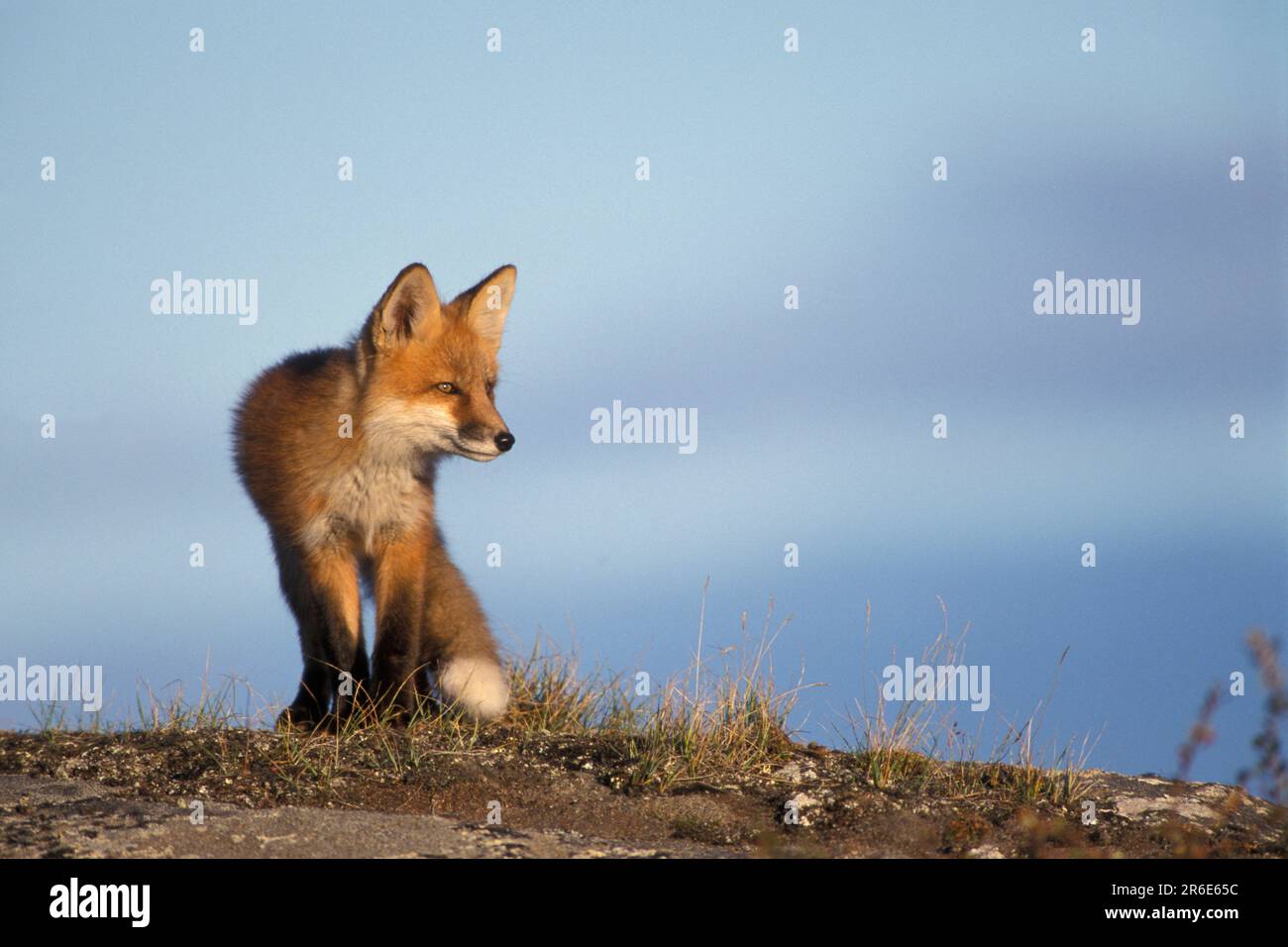 Fox range hi-res stock photography and images - Alamy