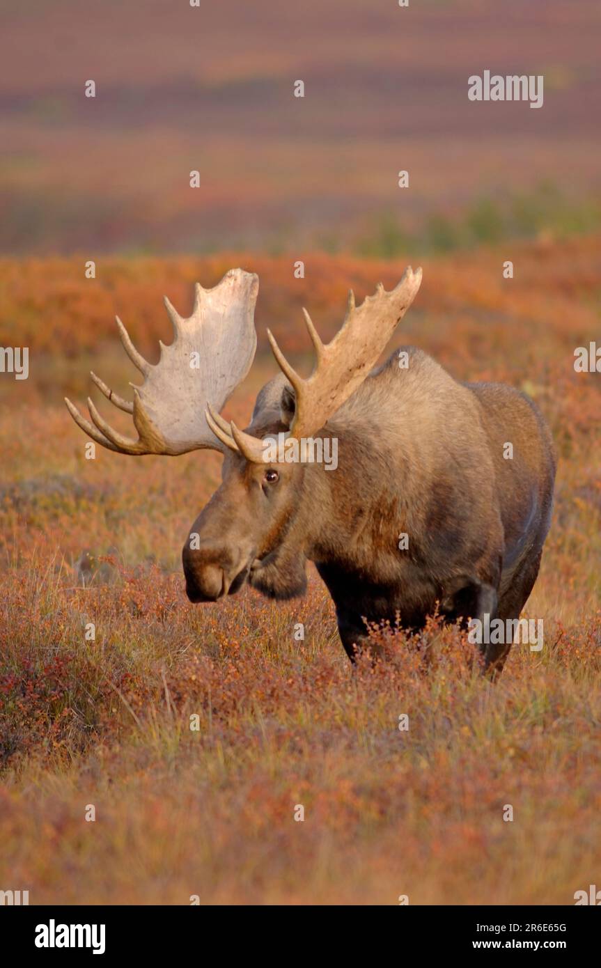Alaska denali bull moose hi-res stock photography and images - Alamy