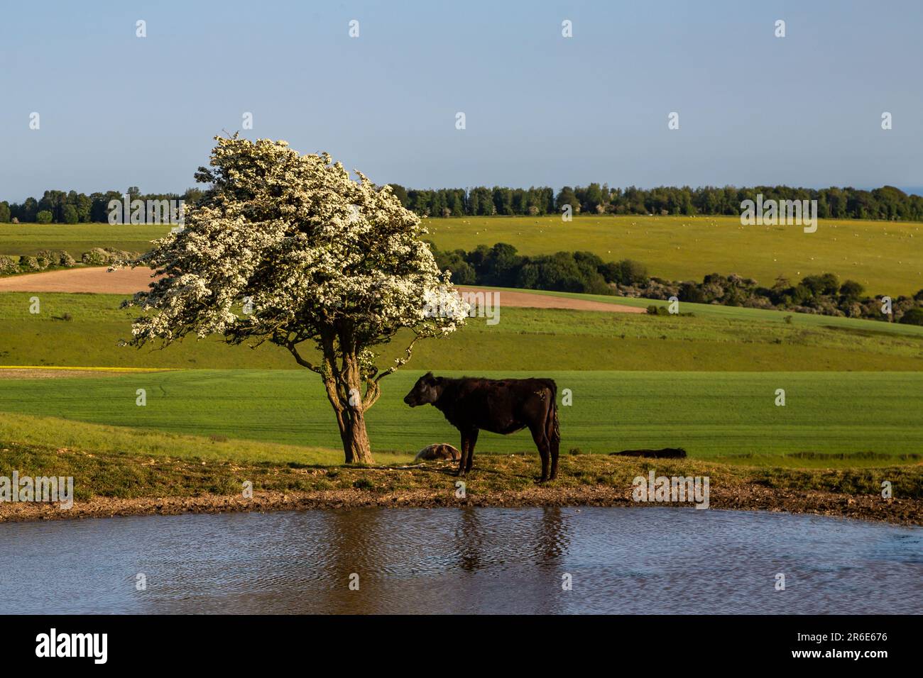 Ditchling beacon dew pond hi-res stock photography and images - Alamy