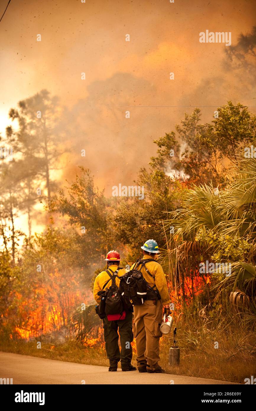 Firefighters control a forest fire Stock Photo - Alamy