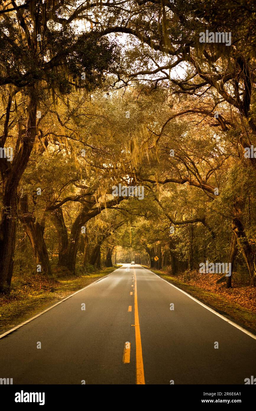 Country road with spanish moss Stock Photo - Alamy