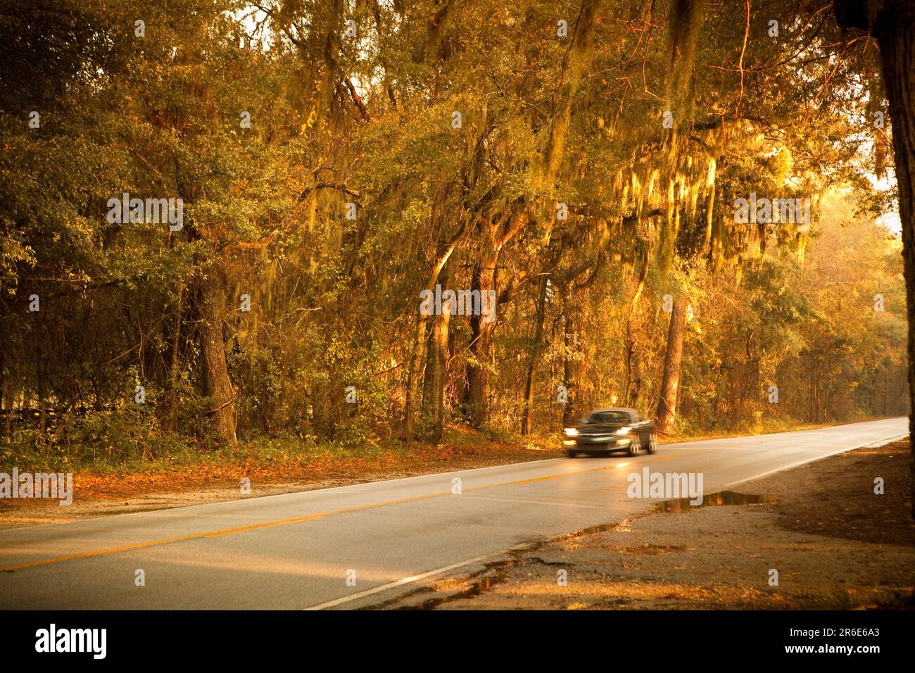 Country road with spanish moss Stock Photo - Alamy