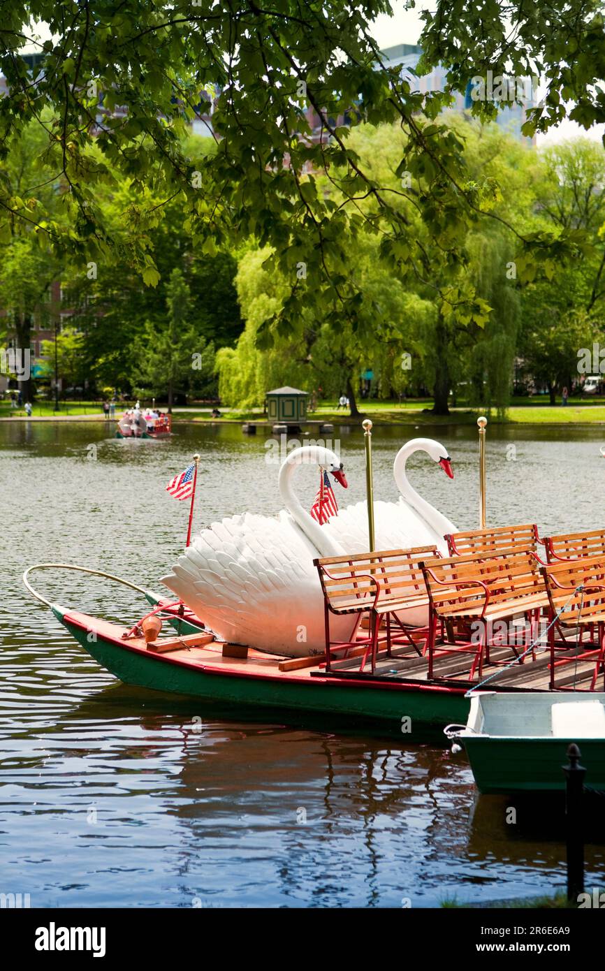 Swan boats in Boston Stock Photo - Alamy