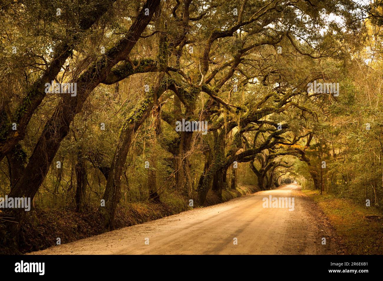 Country road with spanish moss Stock Photo - Alamy