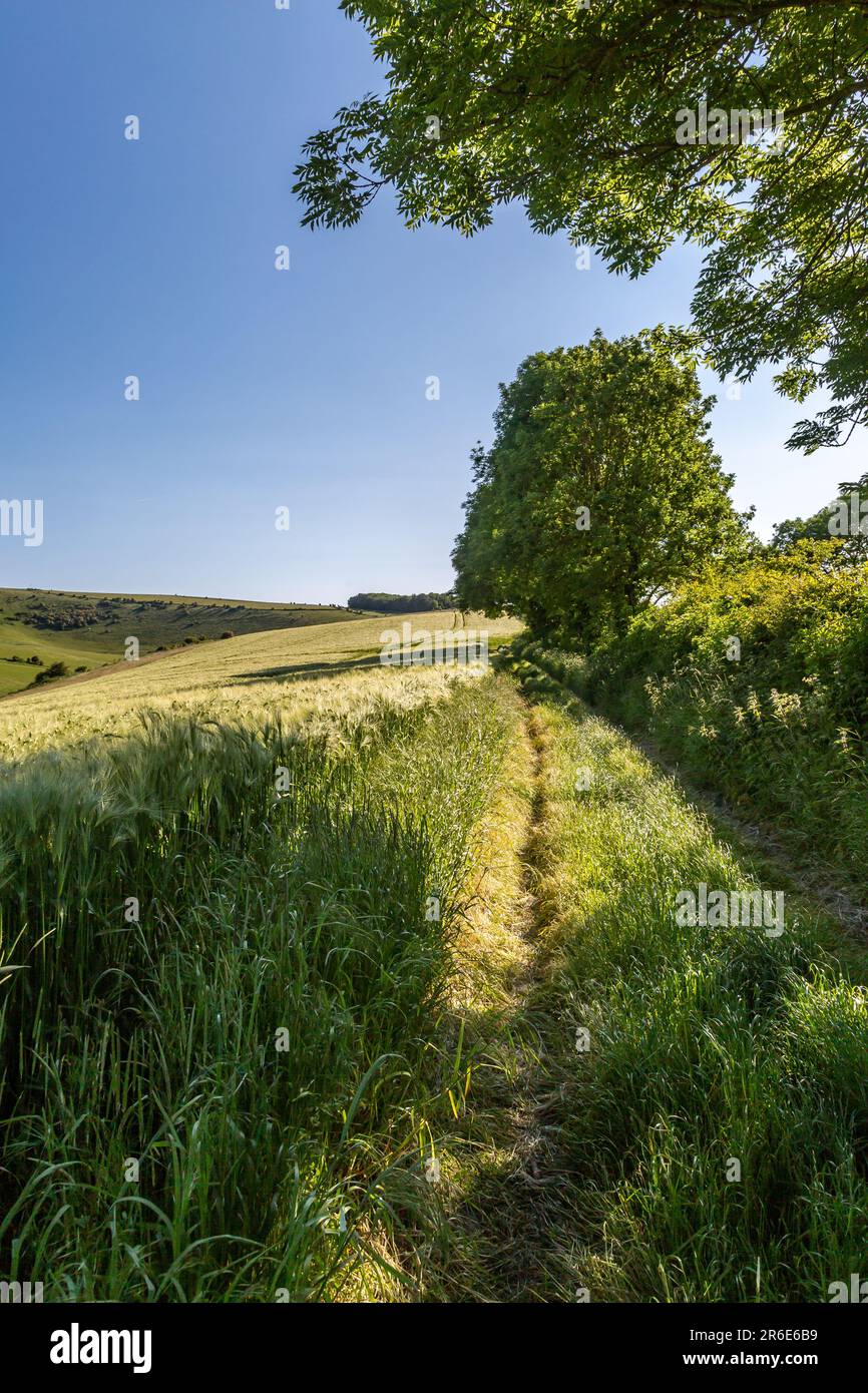 A view along a pathway at Littledown near Lewes in the South Downs ...